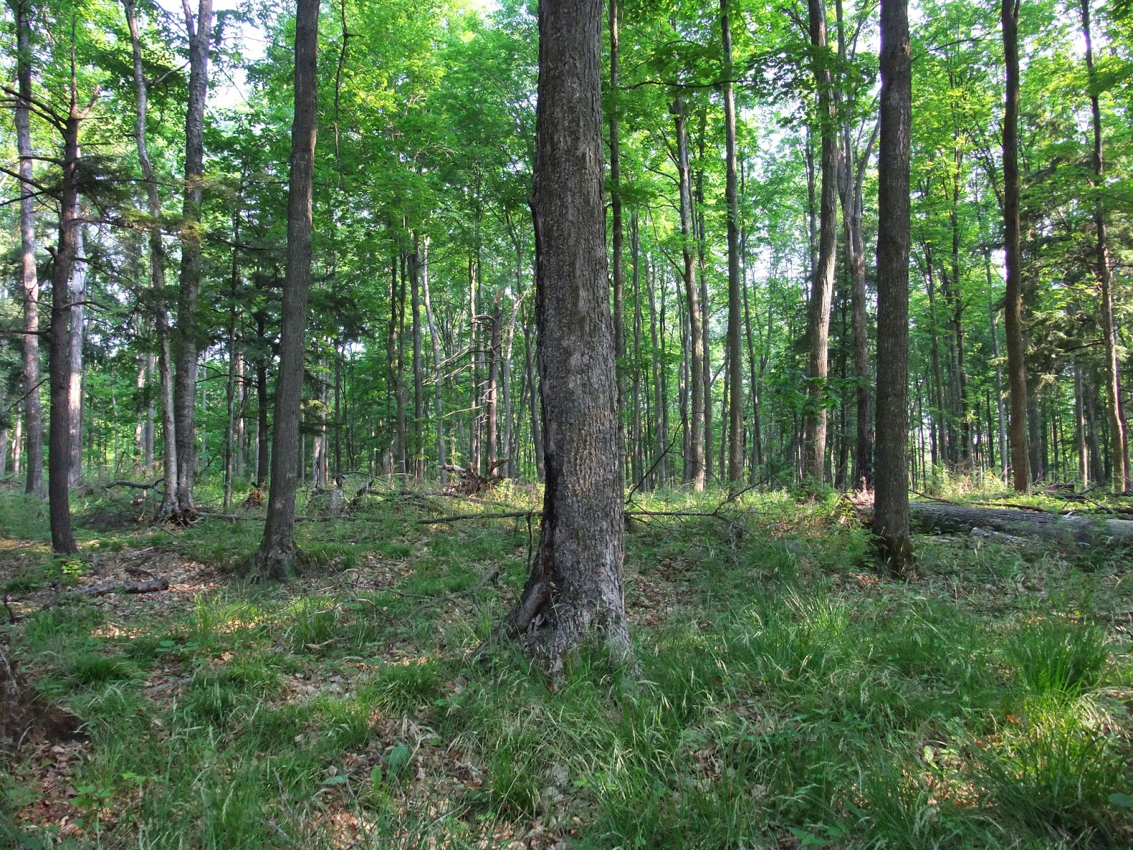 Sources of Error in Forest Inventory - NCX